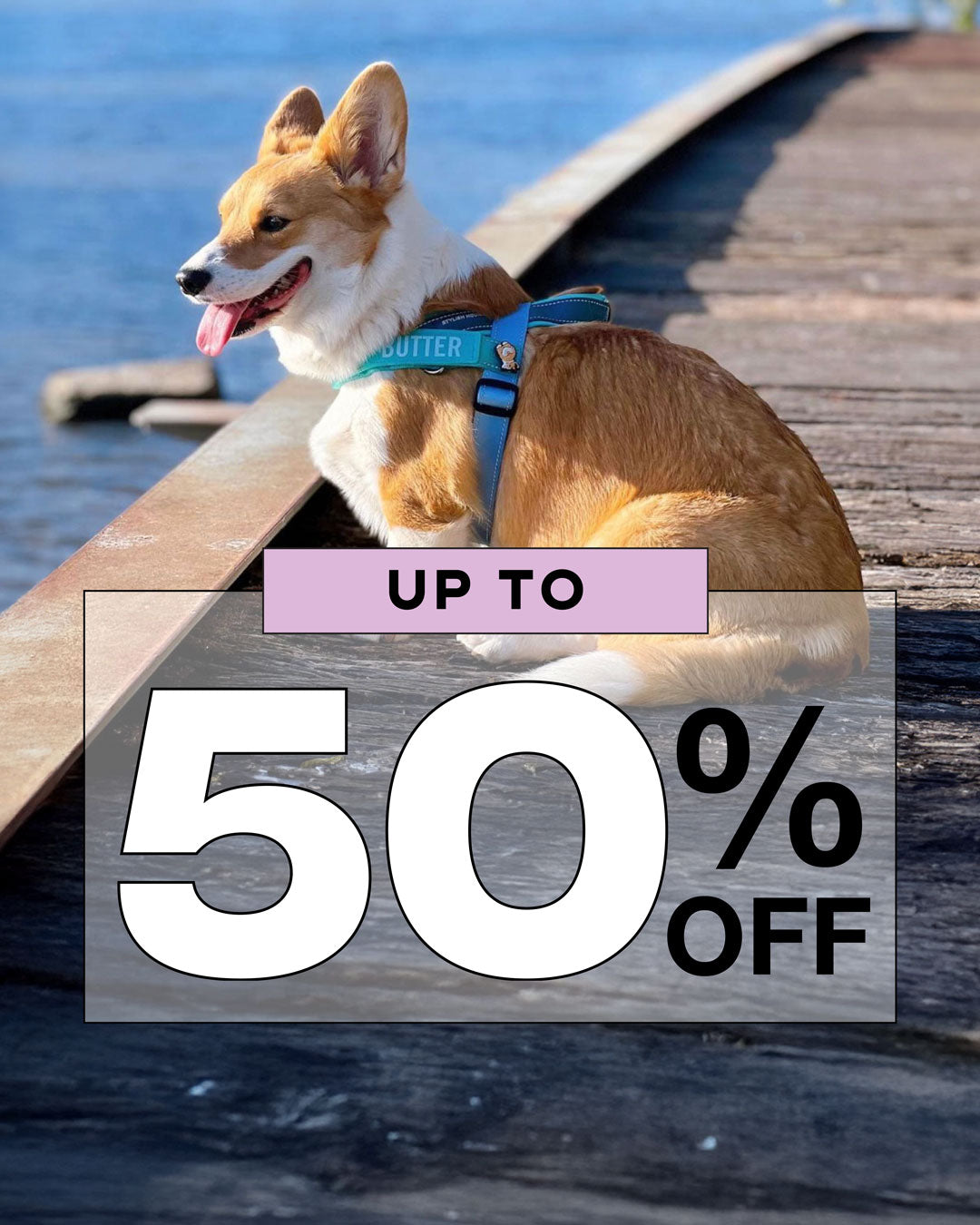 Walk Bundles – Stylish Hound